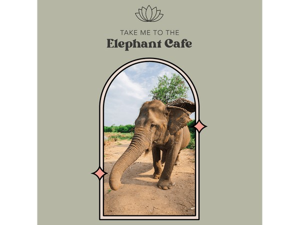 TAKE ME TO THE ELEPHANT CAFE - LotusAndLuna